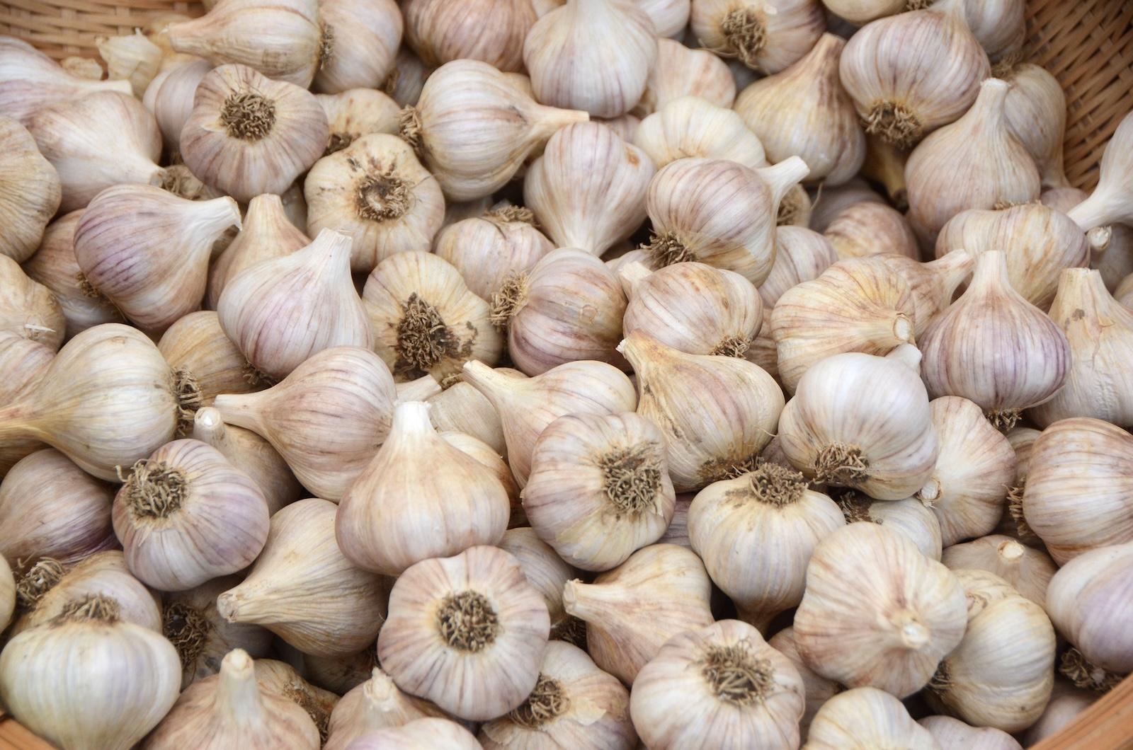 Gettin' Stinky in Garlic Town - Stratton Magazine - Celebrating ...